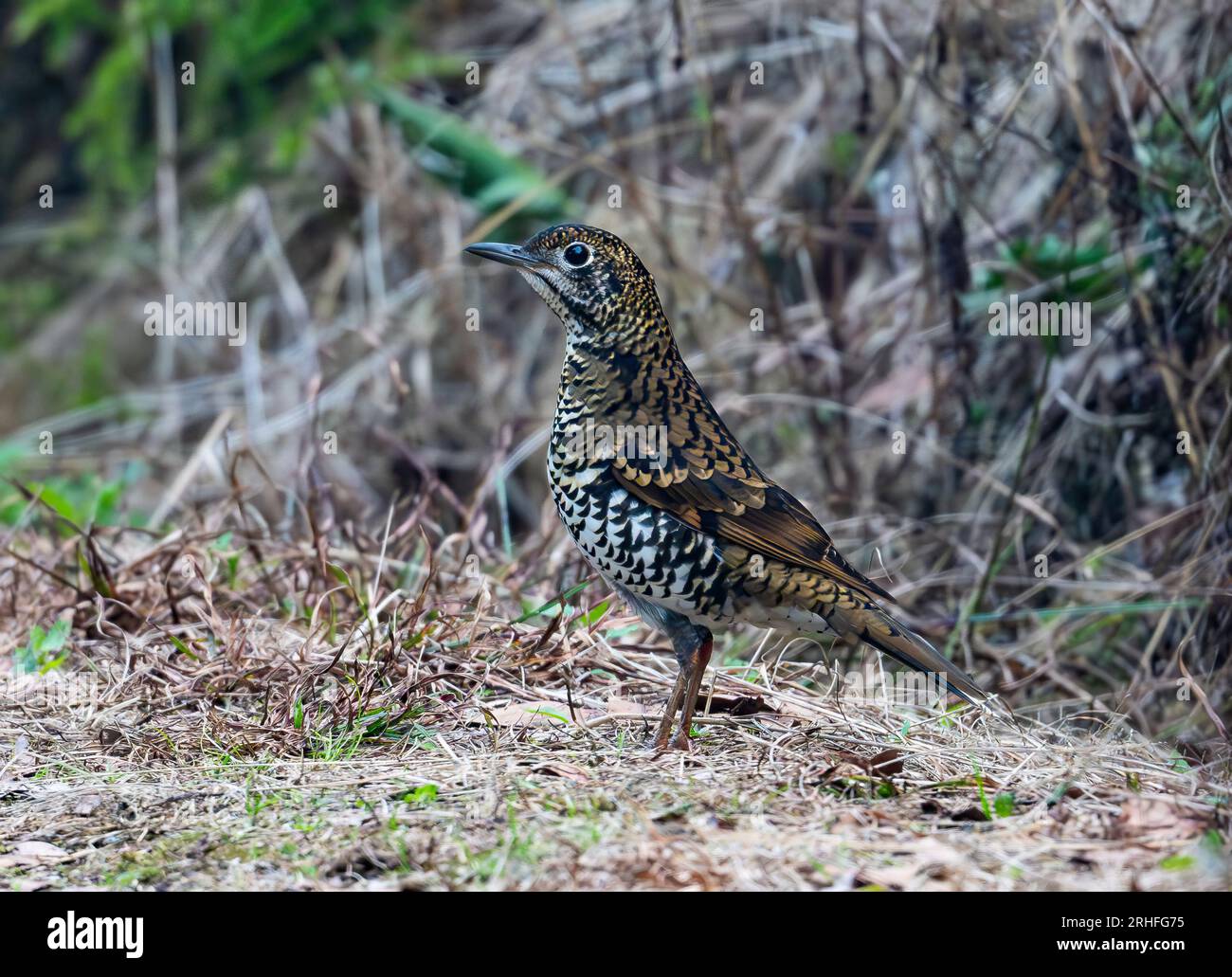 A Scaly Thrush (Zoothera dauma horsfieldi) standing on field. Java ...