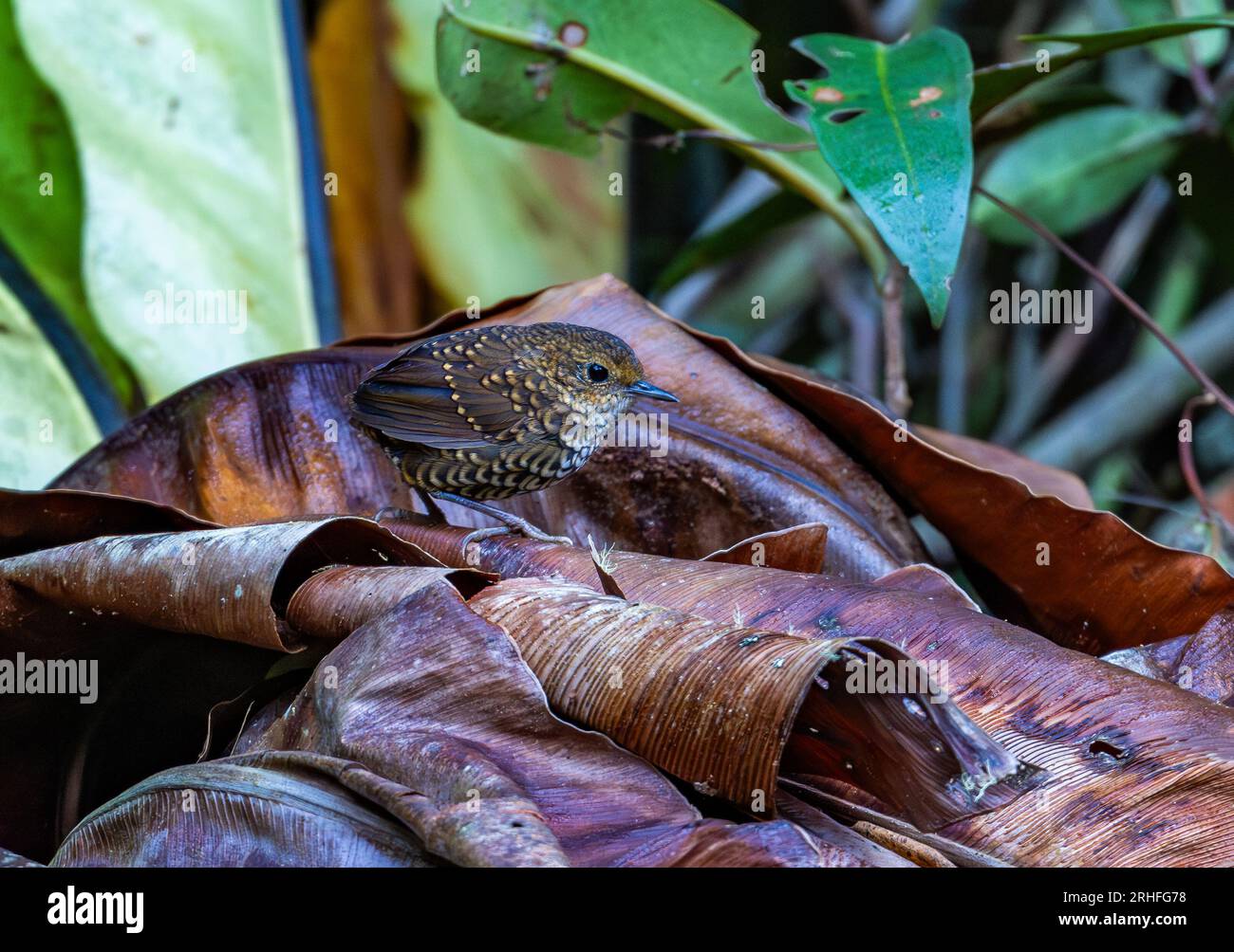 A tiny Pygmy Cupwing (Pnoepyga pusilla) foraging on forest floor. Java ...