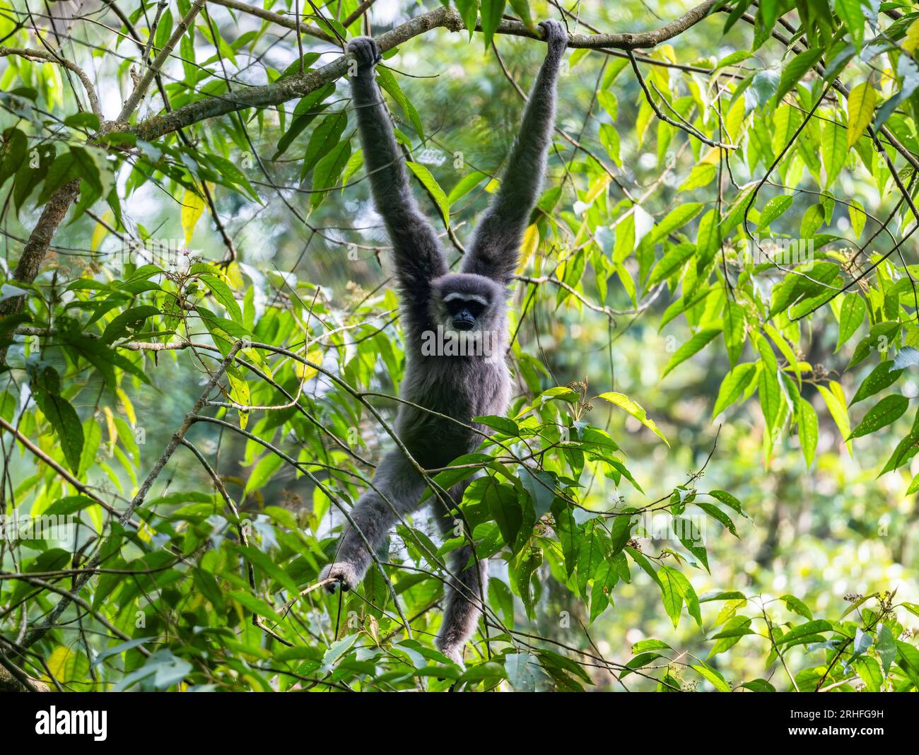 An endangered Javan Gibbon (Hylobates moloch) hanging on a branch. Java ...