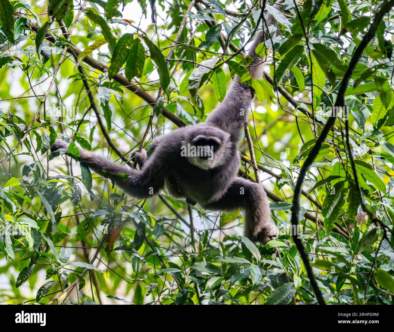 An endangered Javan Gibbon (Hylobates moloch) hanging on a branch. Java ...