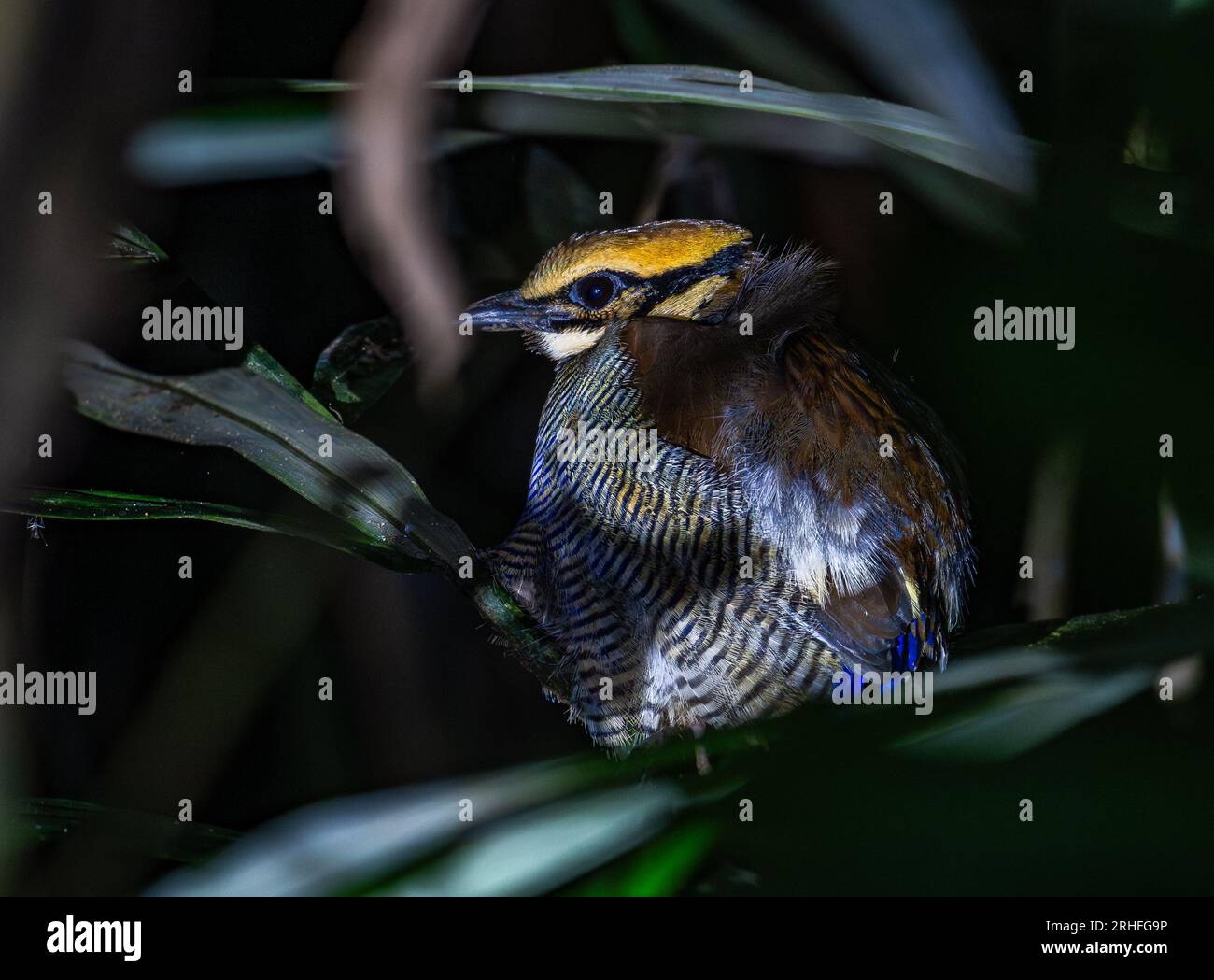 A Javan Banded-Pitta (Hydrornis guajanus) at its night roost. Java ...