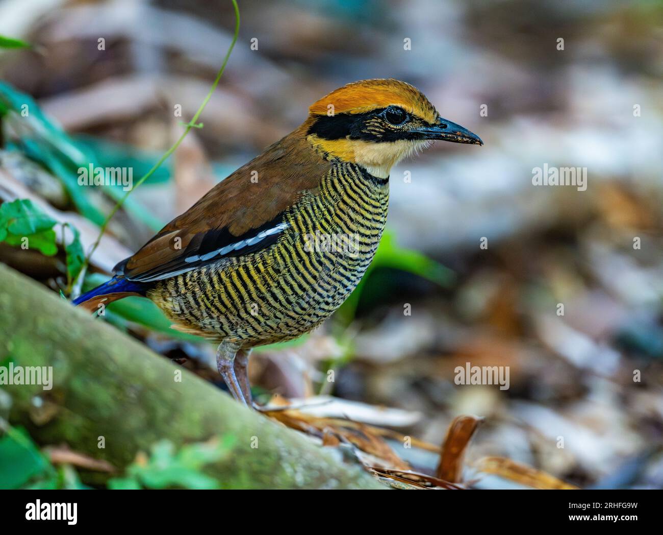 A Javan Banded-Pitta (Hydrornis guajanus) on forest floor. Java ...