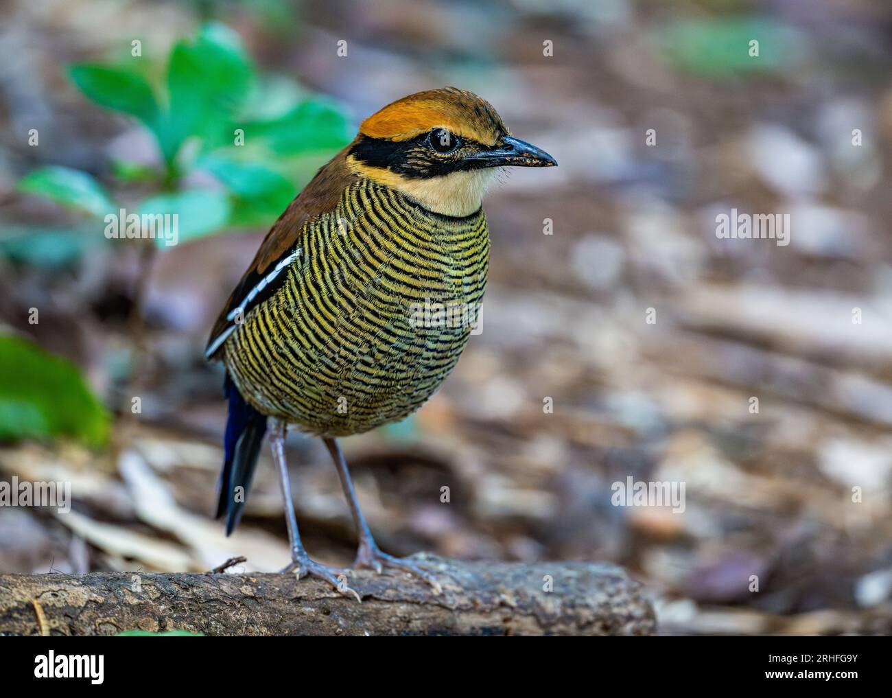 A Javan Banded-Pitta (Hydrornis guajanus) on forest floor. Java ...
