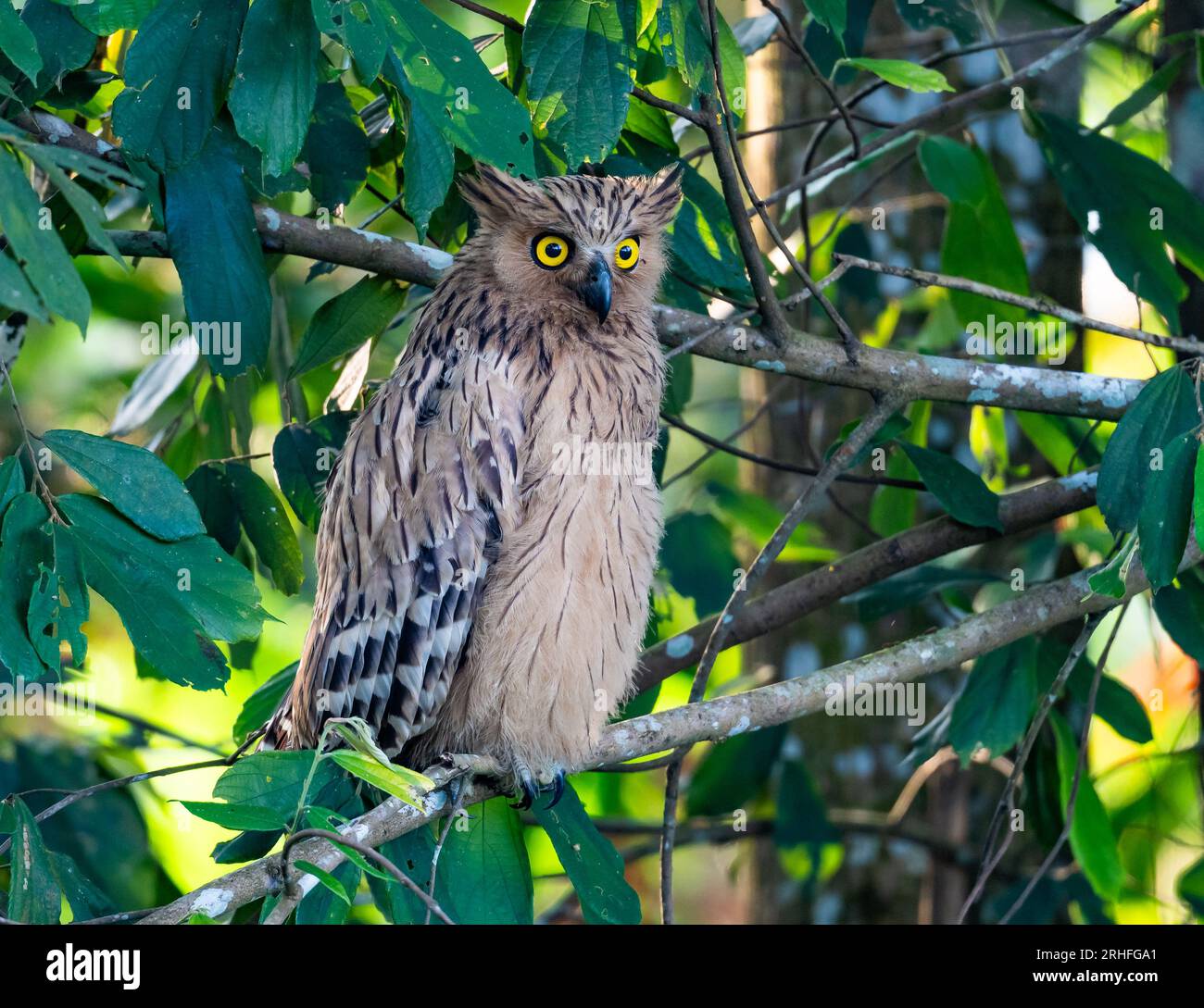 A Buffy Fish-Owl (Ketupa ketupu) perched on its day roost. Sumatra ...