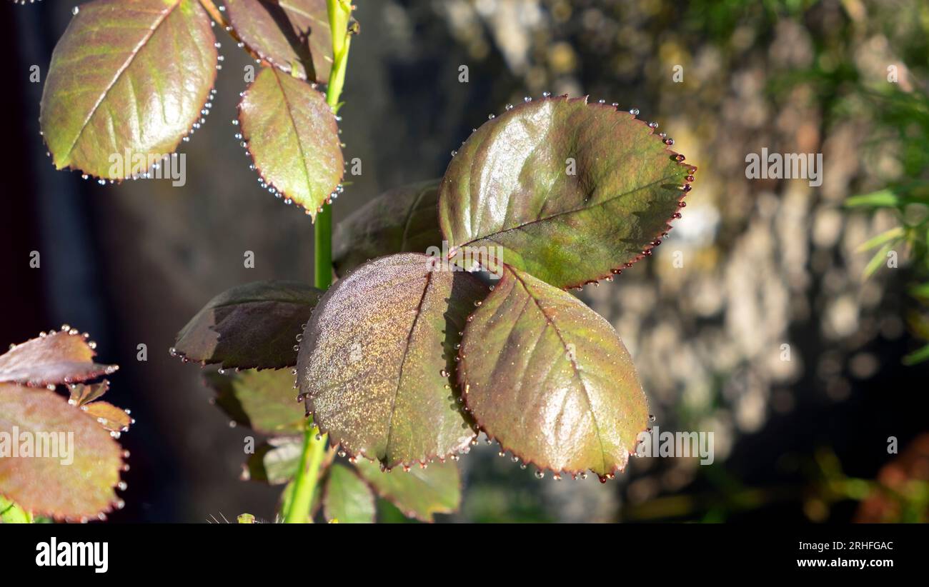Edge of leaves hi-res stock photography and images - Alamy