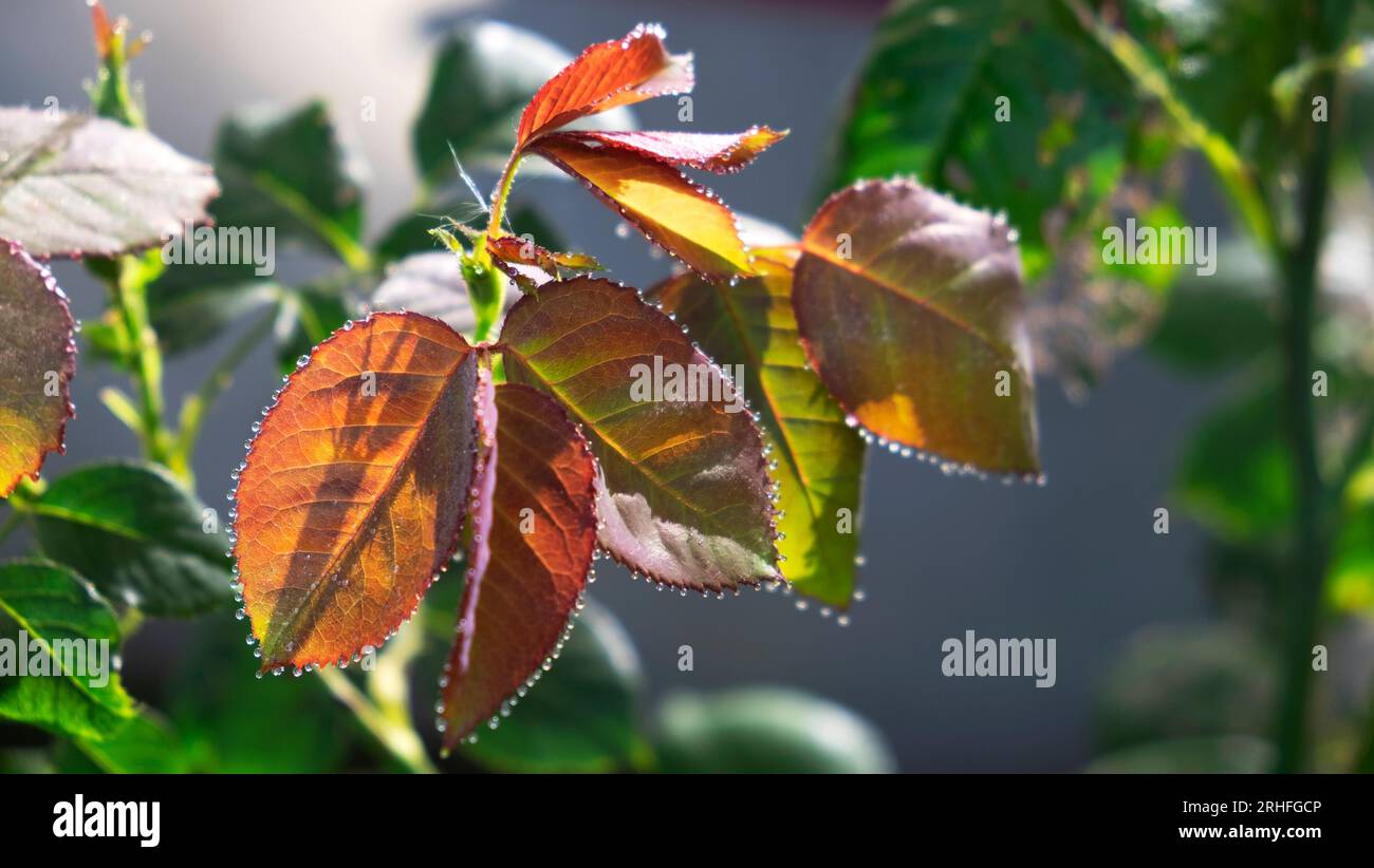 water, dew droplets on the edge of rose leaves Stock Photo - Alamy
