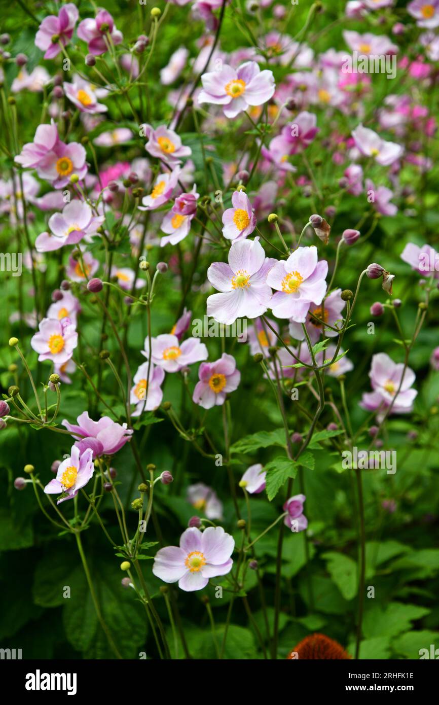 pink flowering autumn anemones in a park Stock Photo - Alamy