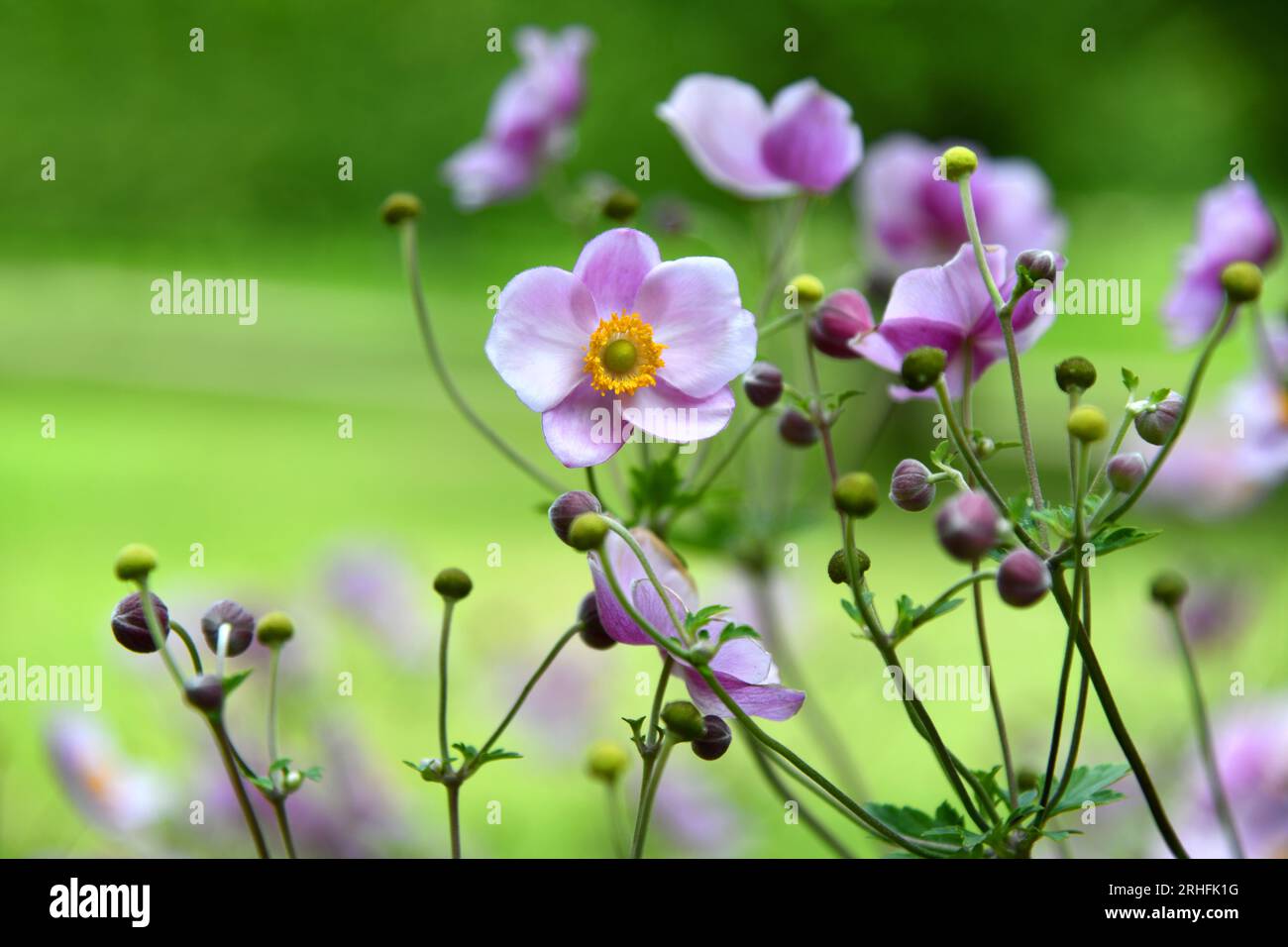 pink flowering autumn anemones in a park Stock Photo - Alamy