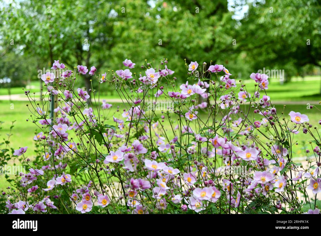 pink flowering autumn anemones in a park Stock Photo - Alamy