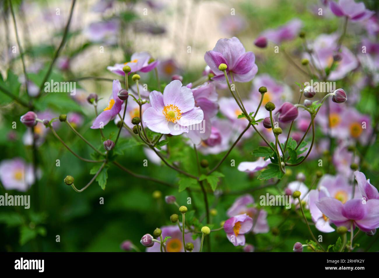 pink flowering autumn anemones in a park Stock Photo - Alamy