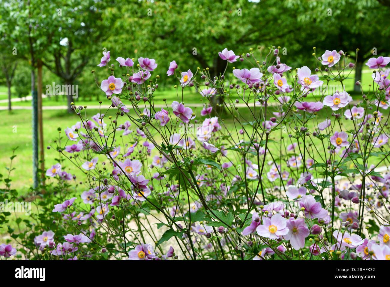 pink flowering autumn anemones in a park Stock Photo - Alamy
