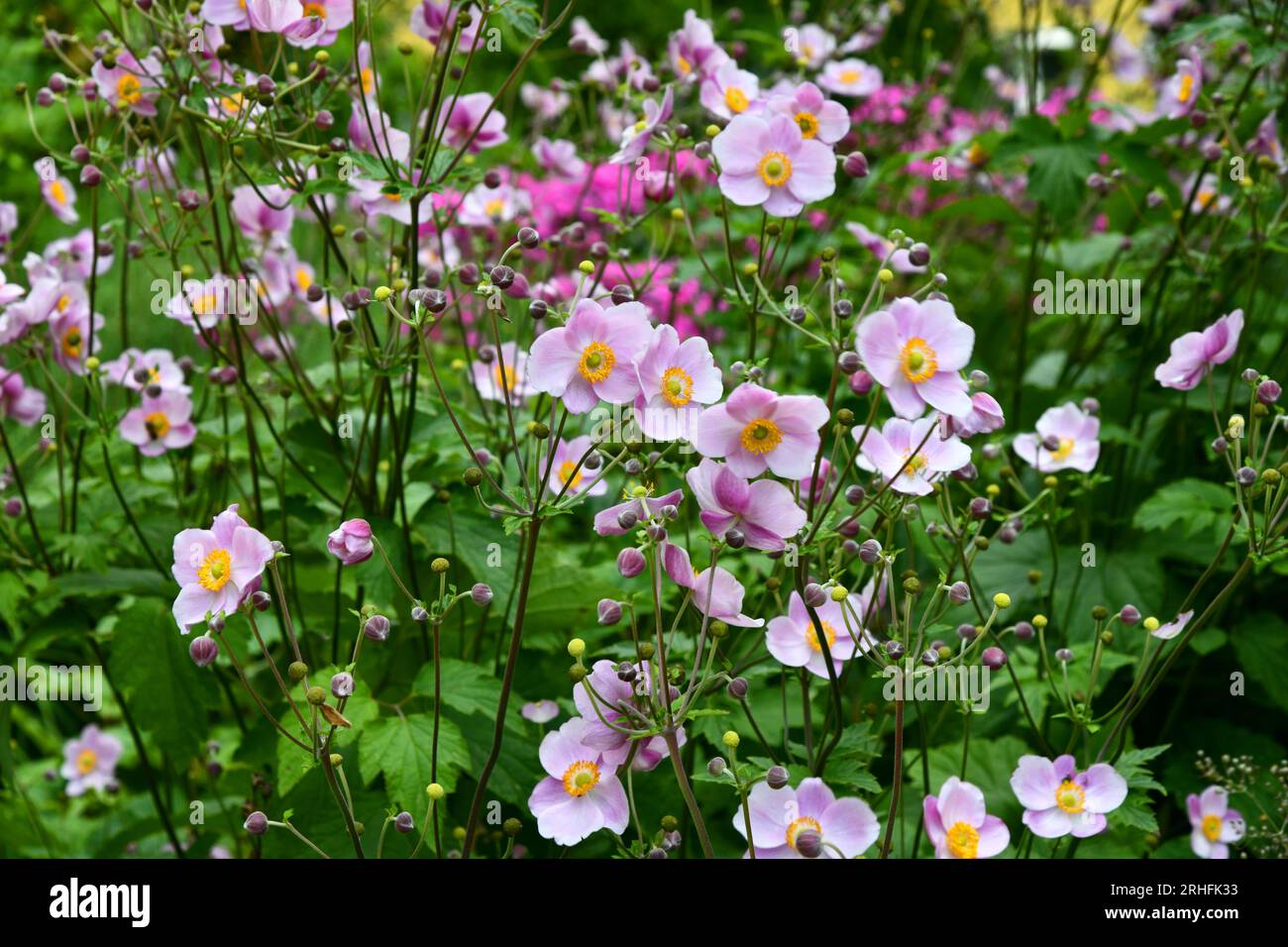 pink flowering autumn anemones in a park Stock Photo - Alamy