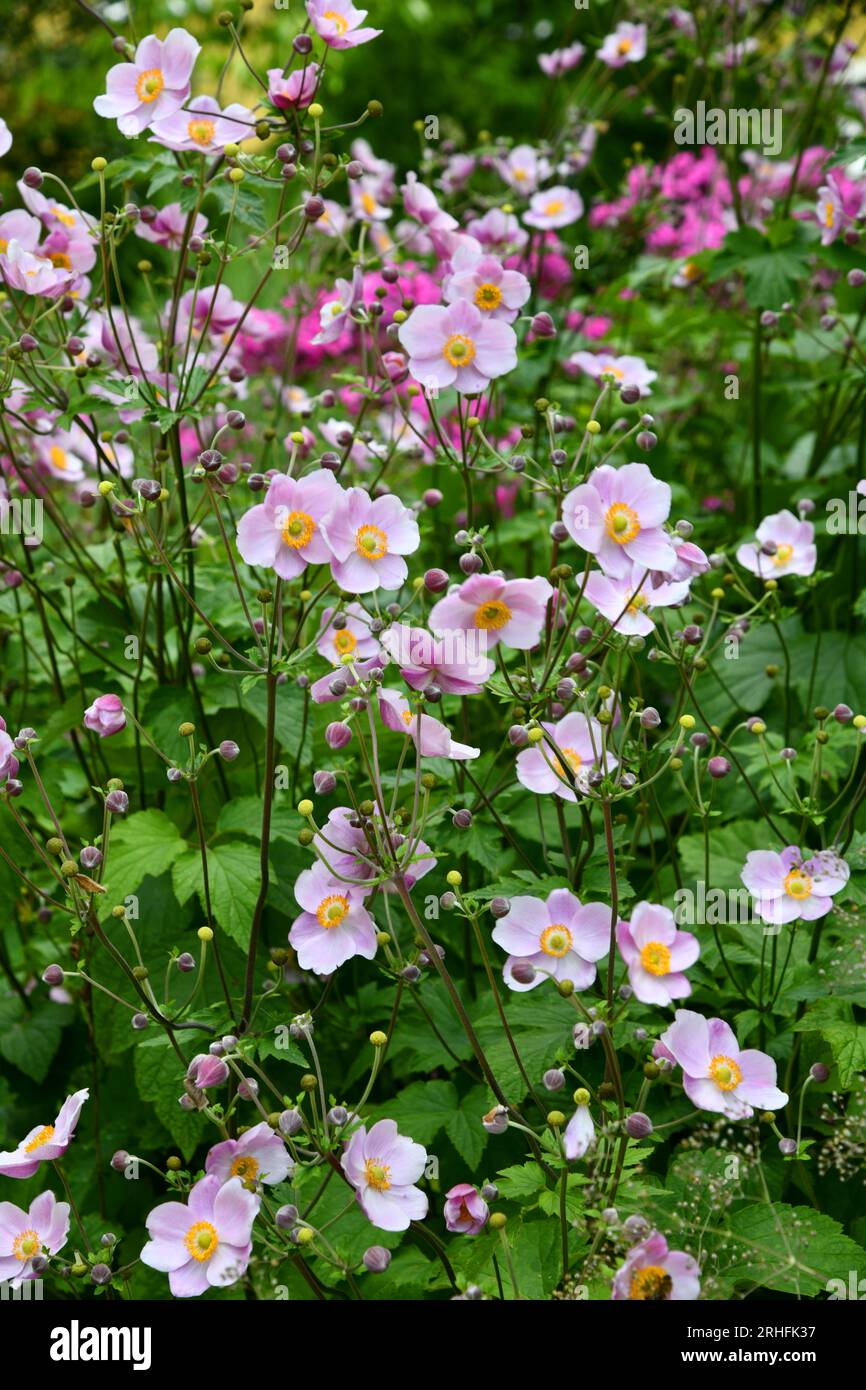 pink flowering autumn anemones in a park Stock Photo - Alamy
