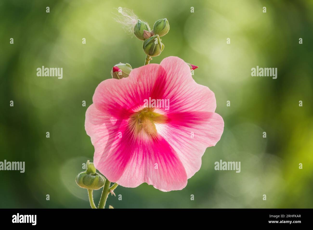Pink flowers of Hibiscus moscheutos plant close-up. Hibiscus moscheutos ...