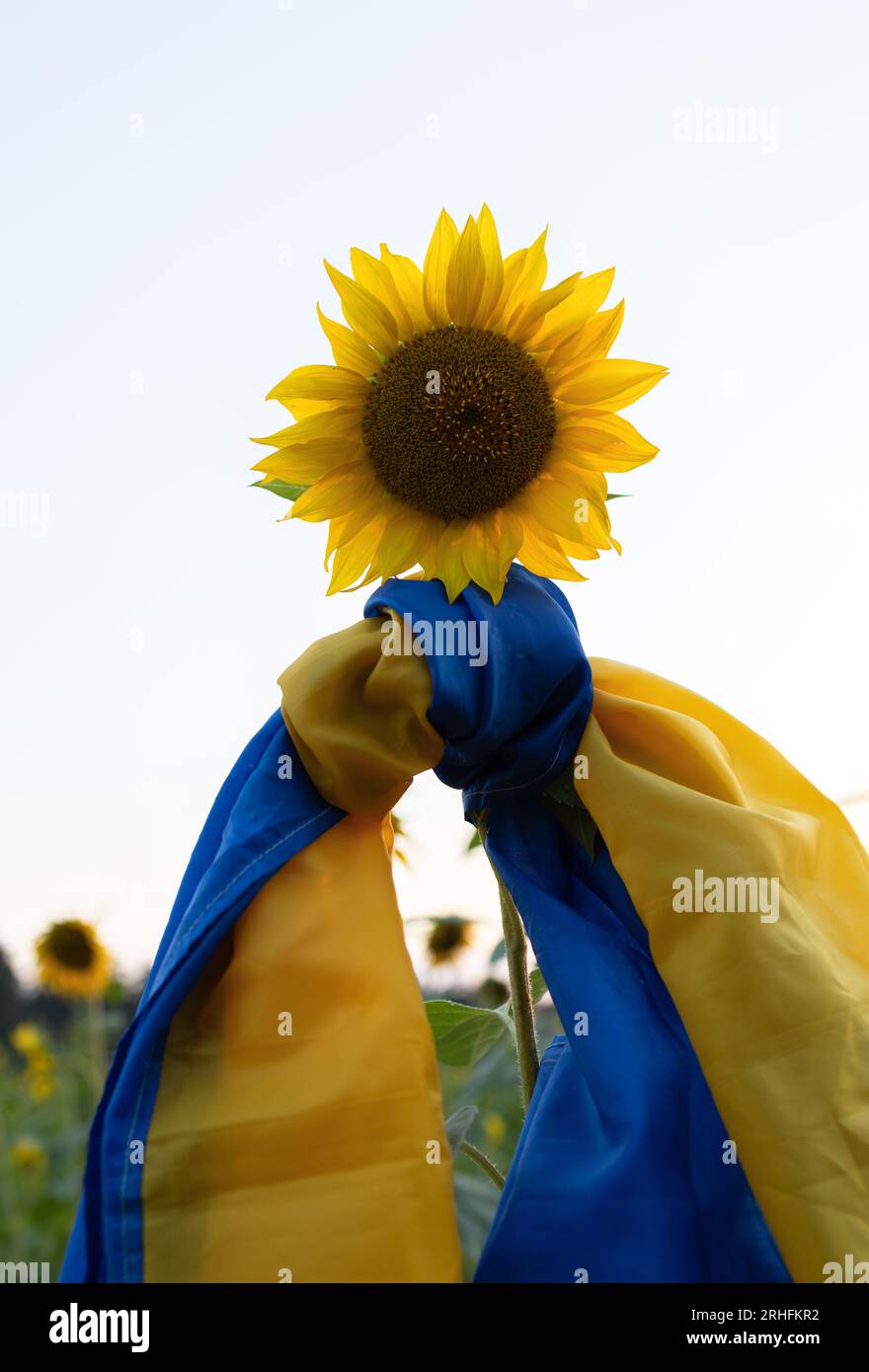 sunflower flower with the flag of Ukraine tied on it. Ukraine will win ...