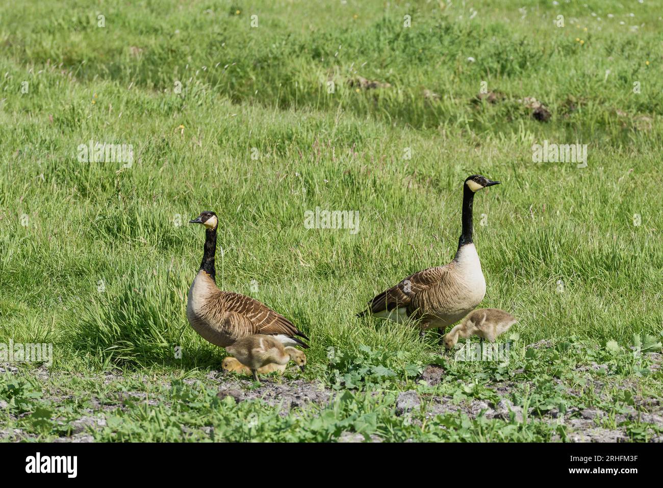 Proud Canadian geese parents with young goslings in tall grass Stock ...