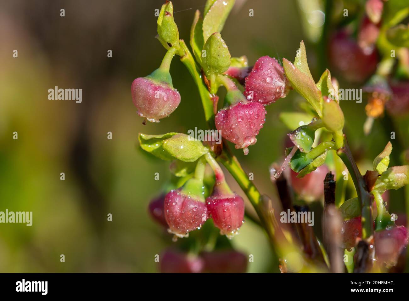 Close up of European blueberry (vaccinium myrtillus) flowers in bloom ...