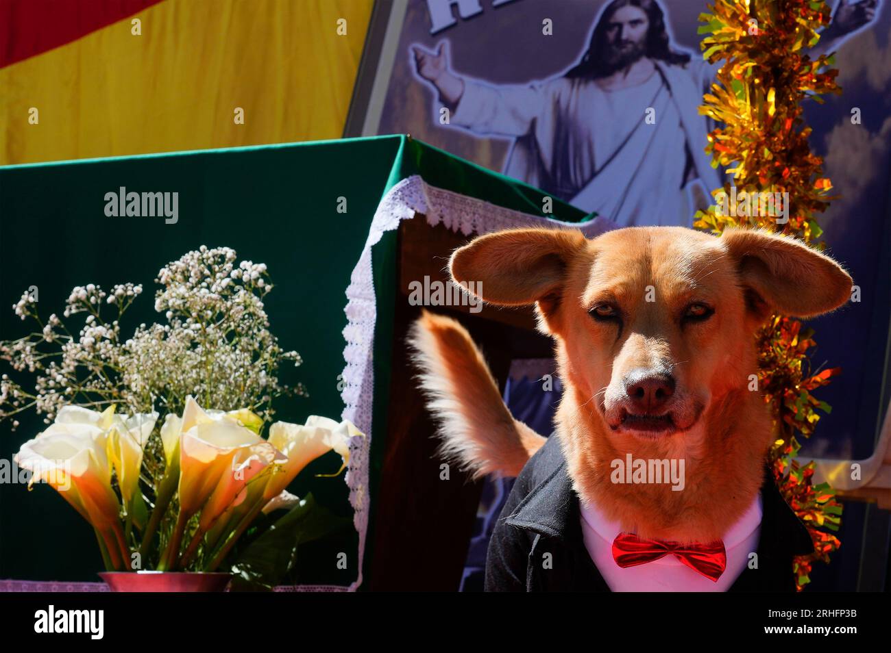A dog dressed in a tuxedo attends a Mass at the Body of Christ parish ...