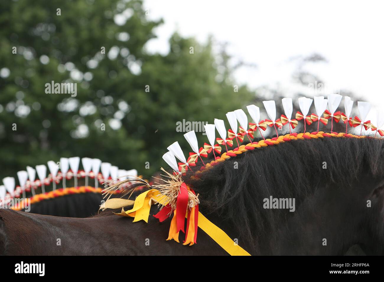 Shire Horses competing at the 2023 Great Yorkshire Show Stock Photo - Alamy