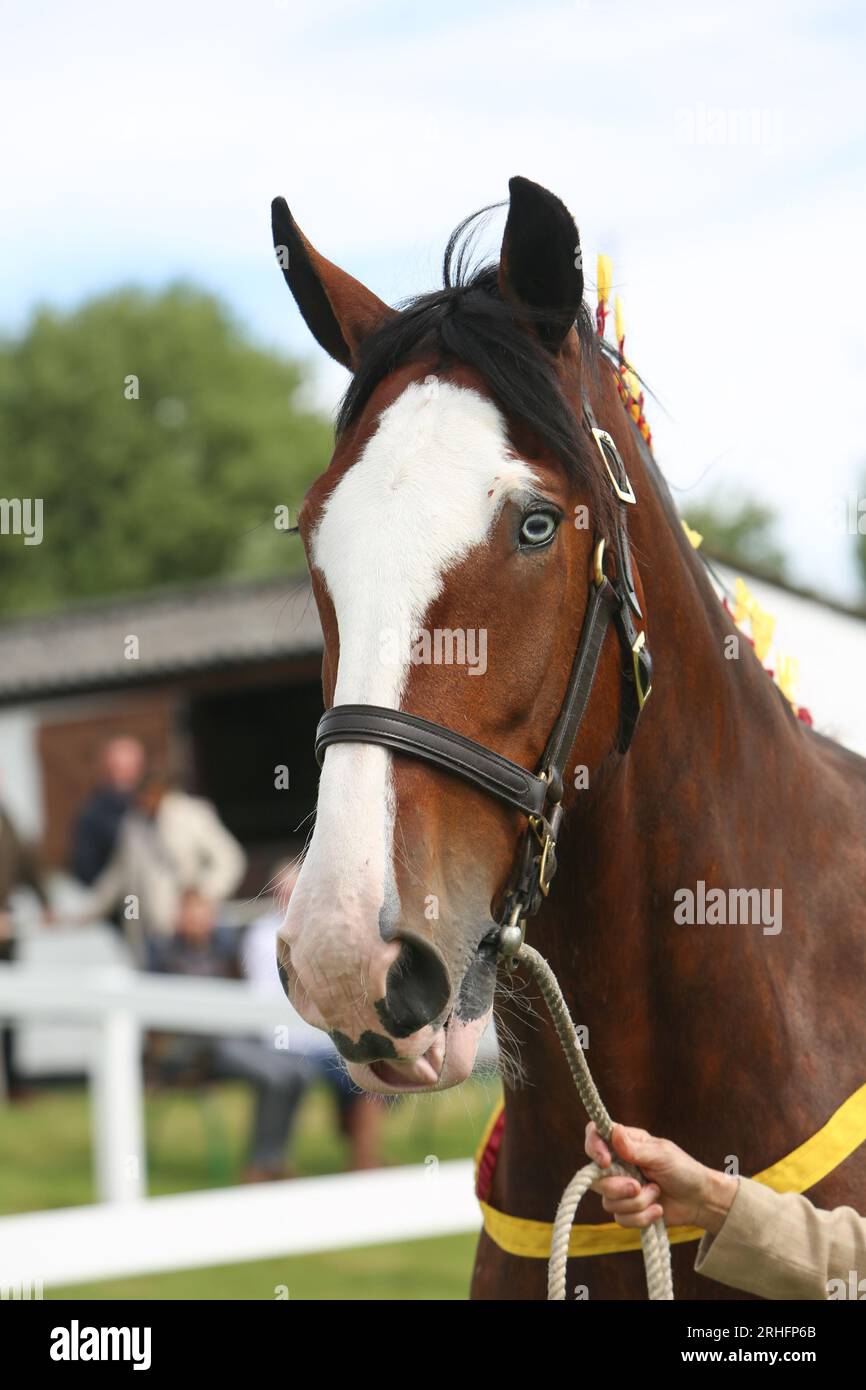 Shire Horses competing at the 2023 Great Yorkshire Show Stock Photo - Alamy