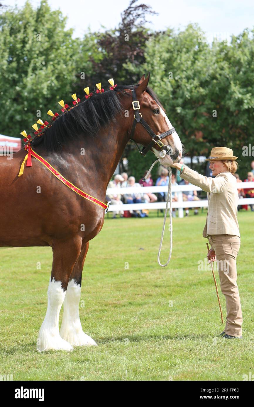 Shire Horses competing at the 2023 Great Yorkshire Show Stock Photo - Alamy