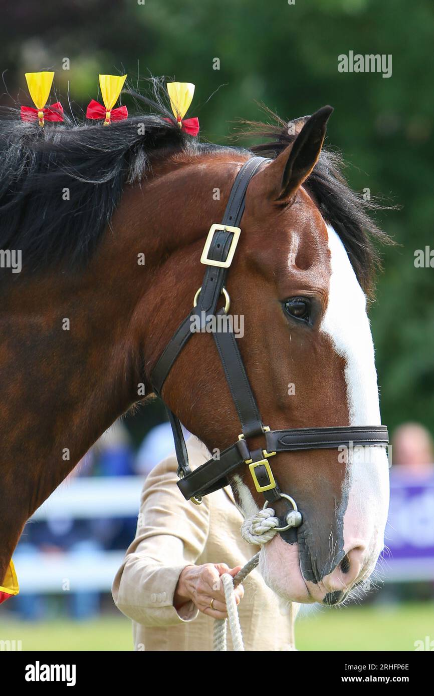 Shire Horses competing at the 2023 Great Yorkshire Show Stock Photo - Alamy