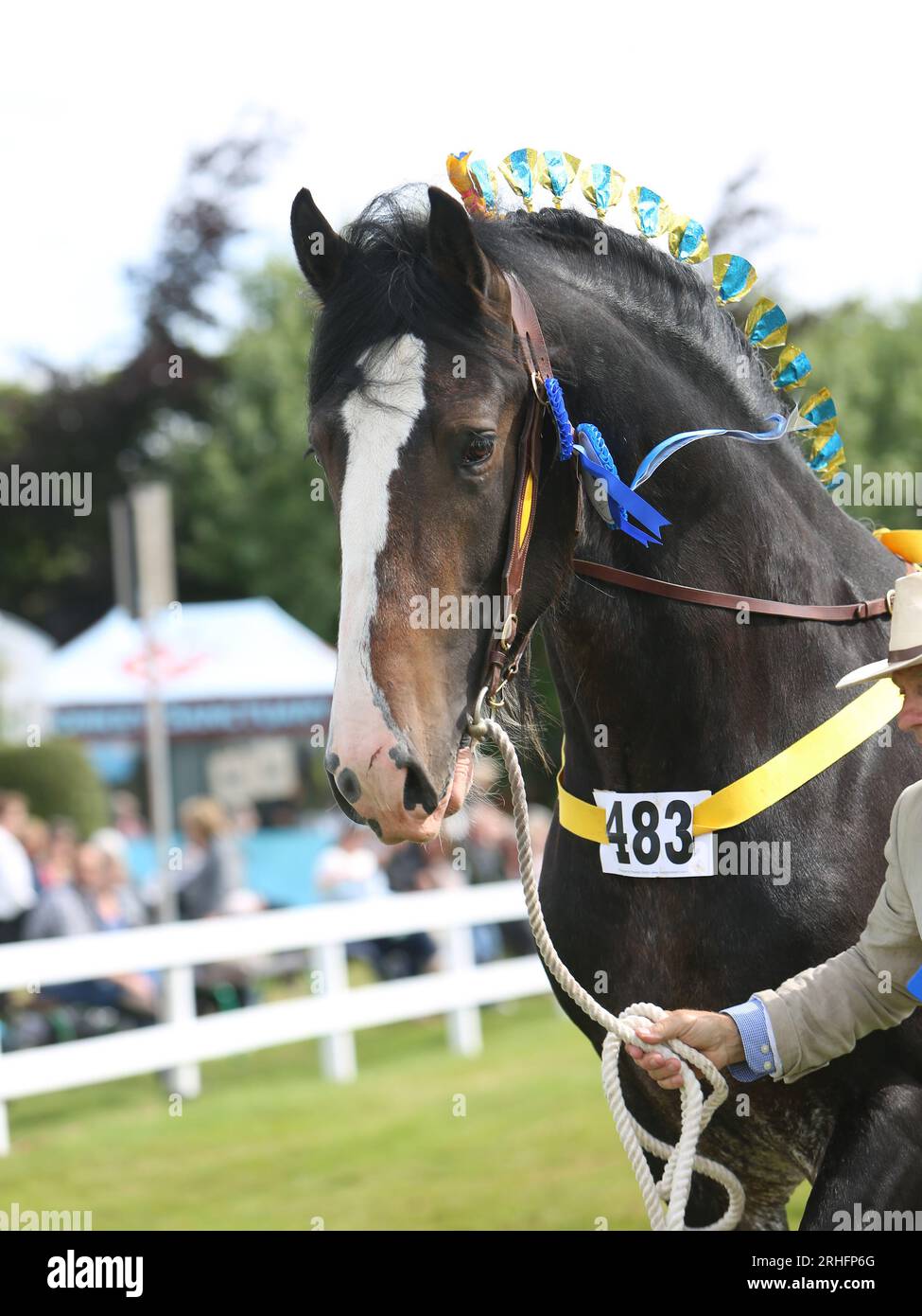 Shire Horses competing at the 2023 Great Yorkshire Show Stock Photo - Alamy