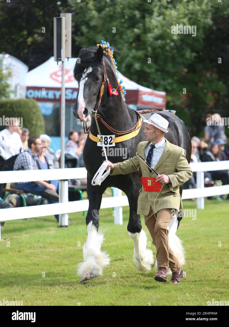 Shire Horses competing at the 2023 Great Yorkshire Show Stock Photo - Alamy