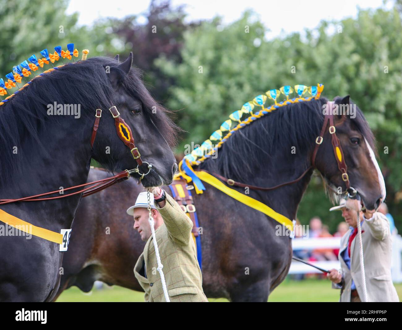 Shire Horses competing at the 2023 Great Yorkshire Show Stock Photo - Alamy