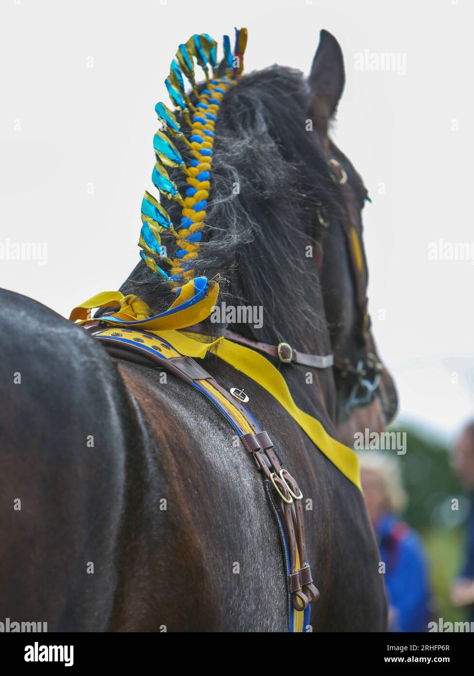 Shire Horses competing at the 2023 Great Yorkshire Show Stock Photo - Alamy