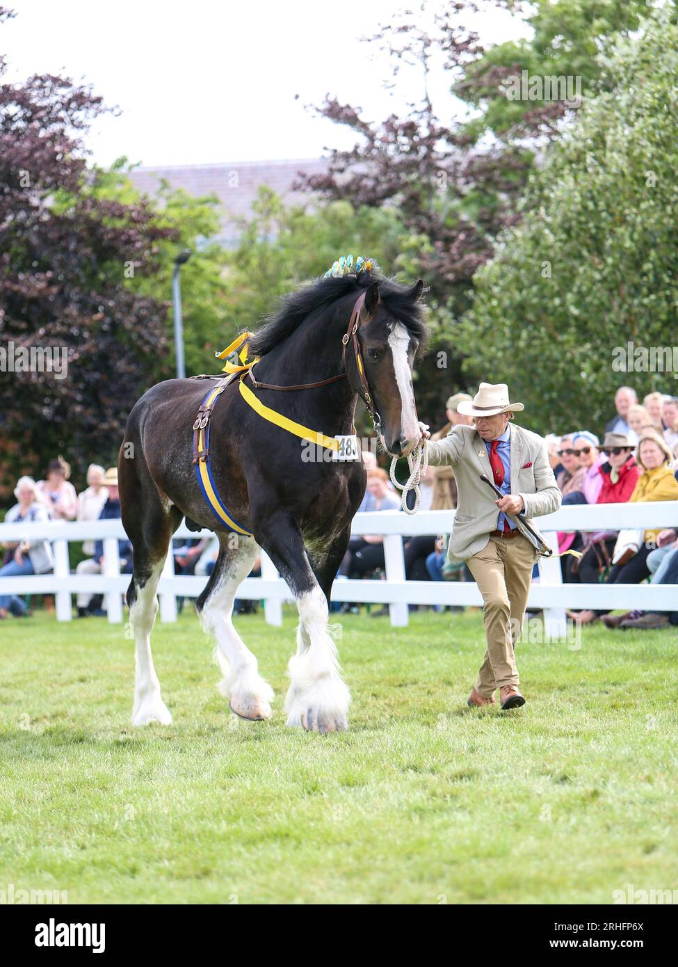 Shire Horses competing at the 2023 Great Yorkshire Show Stock Photo - Alamy