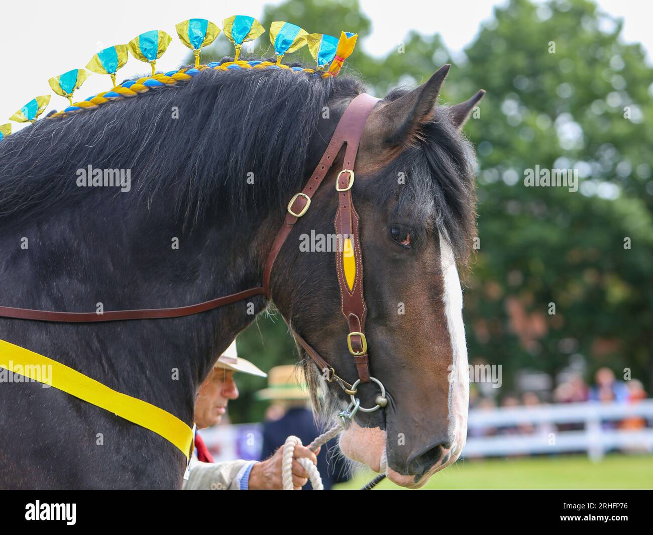 Shire horse flight colours hi-res stock photography and images - Alamy