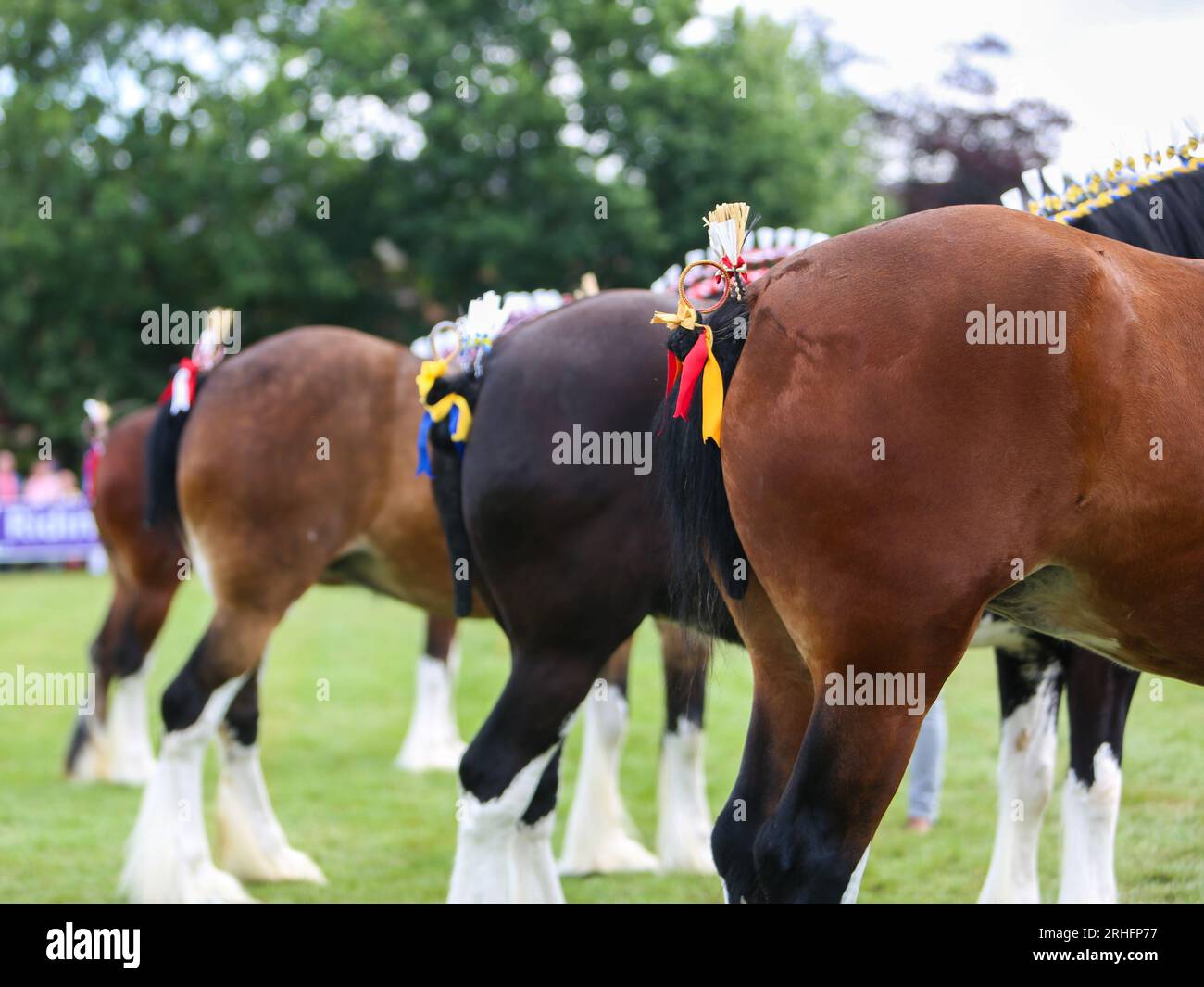 Shire Horses competing at the 2023 Great Yorkshire Show Stock Photo - Alamy
