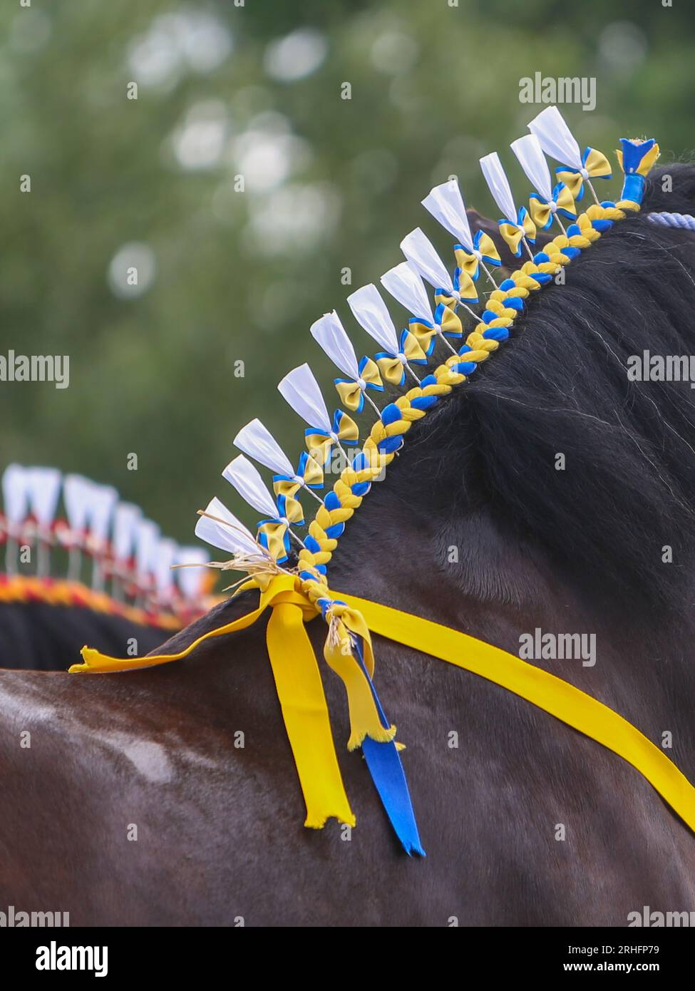 Shire Horses competing at the 2023 Great Yorkshire Show Stock Photo - Alamy