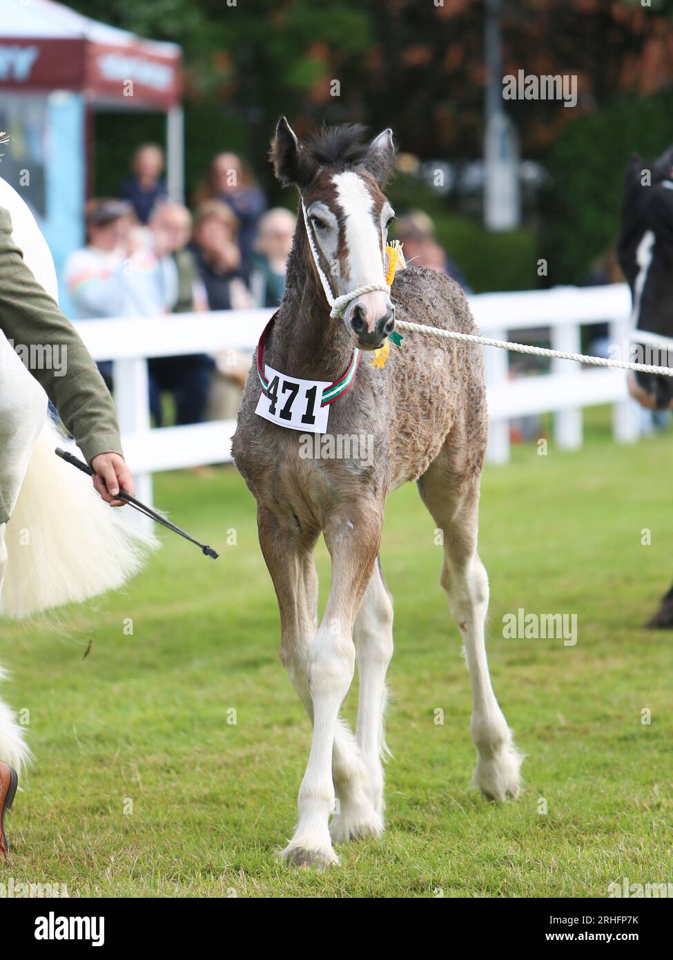 Shire Horses competing at the 2023 Great Yorkshire Show Stock Photo - Alamy