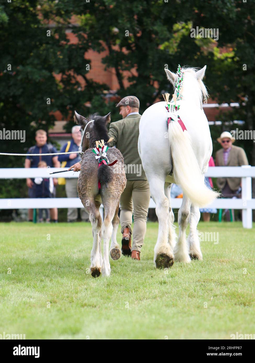 Shire horse flight colours hi-res stock photography and images - Alamy