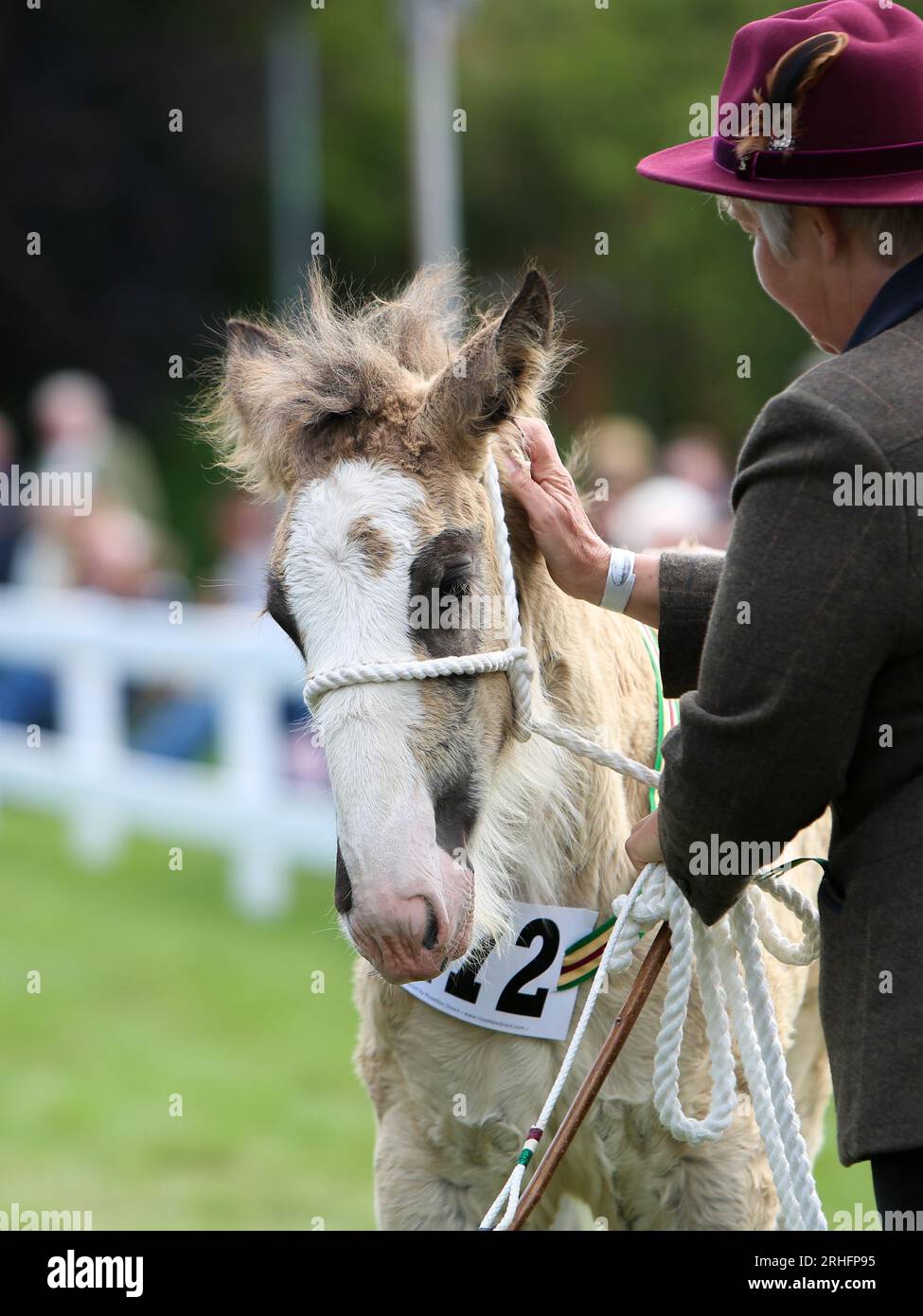 Shire Horses competing at the 2023 Great Yorkshire Show Stock Photo - Alamy