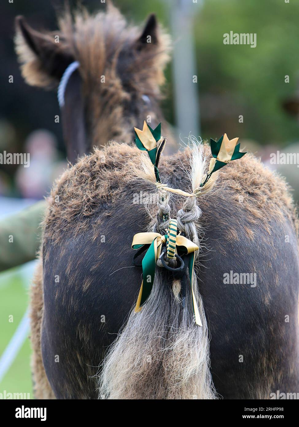 Shire horse champions hi-res stock photography and images - Alamy