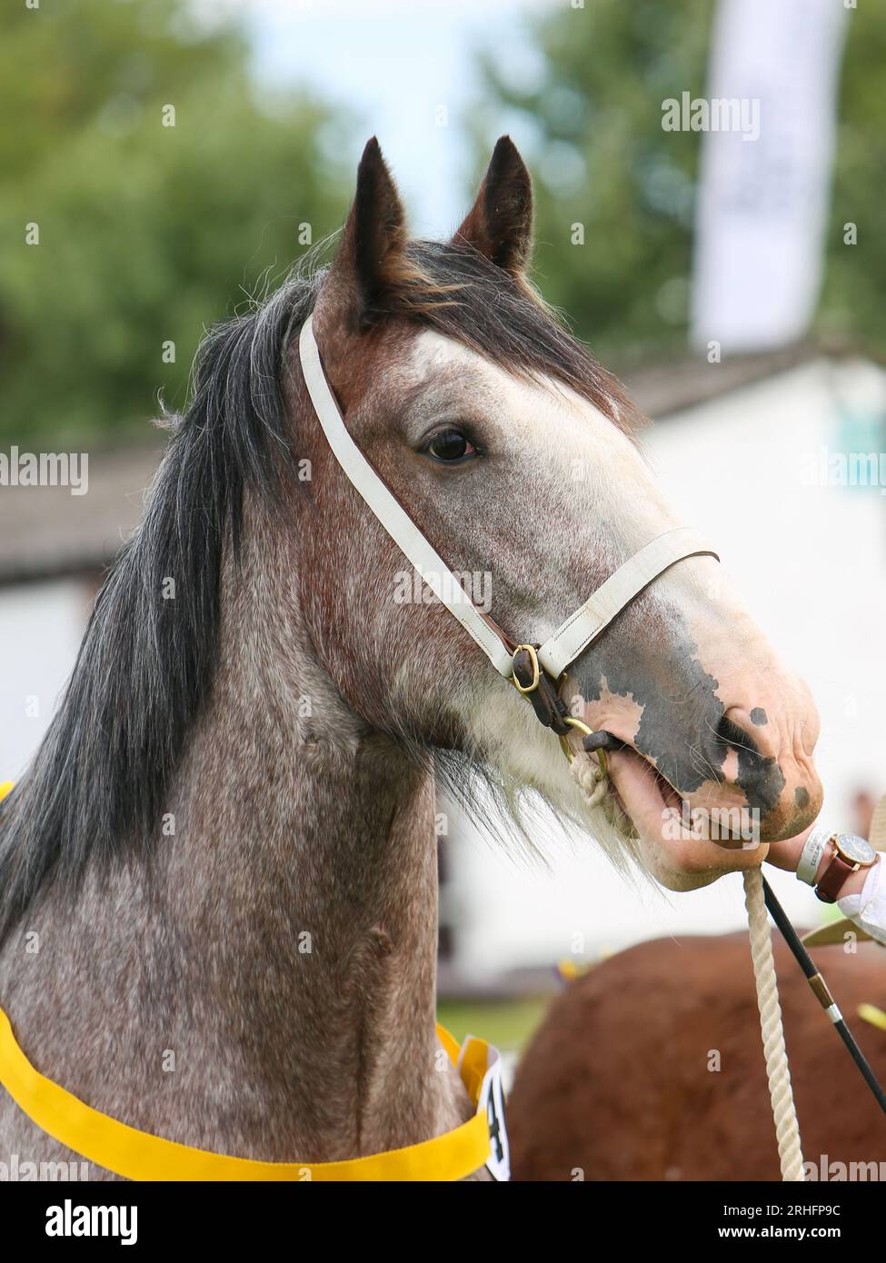 Shire Horses competing at the 2023 Great Yorkshire Show Stock Photo - Alamy