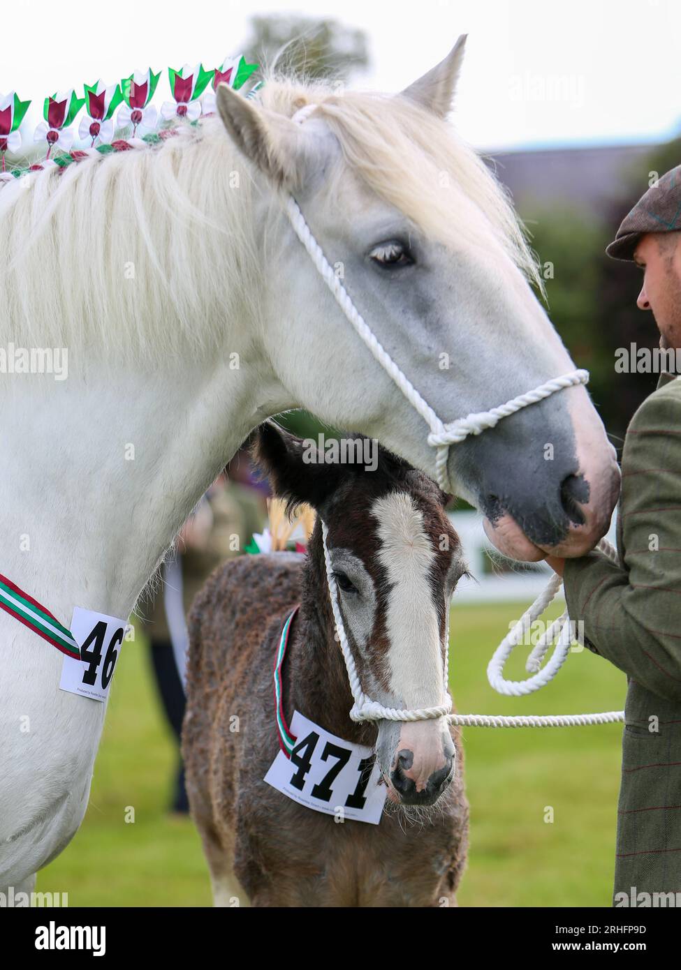 Shire Horses competing at the 2023 Great Yorkshire Show Stock Photo - Alamy