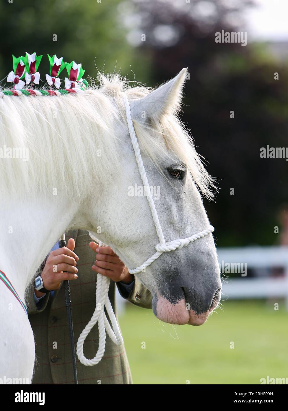 Shire Horses competing at the 2023 Great Yorkshire Show Stock Photo - Alamy