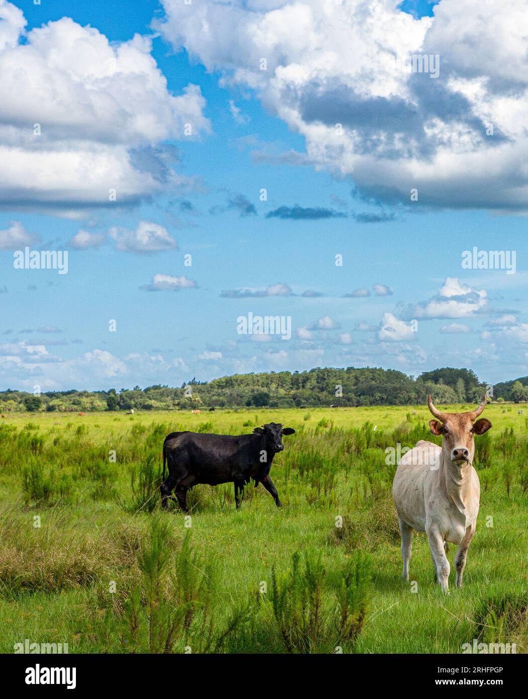 Florida cows hi-res stock photography and images - Alamy