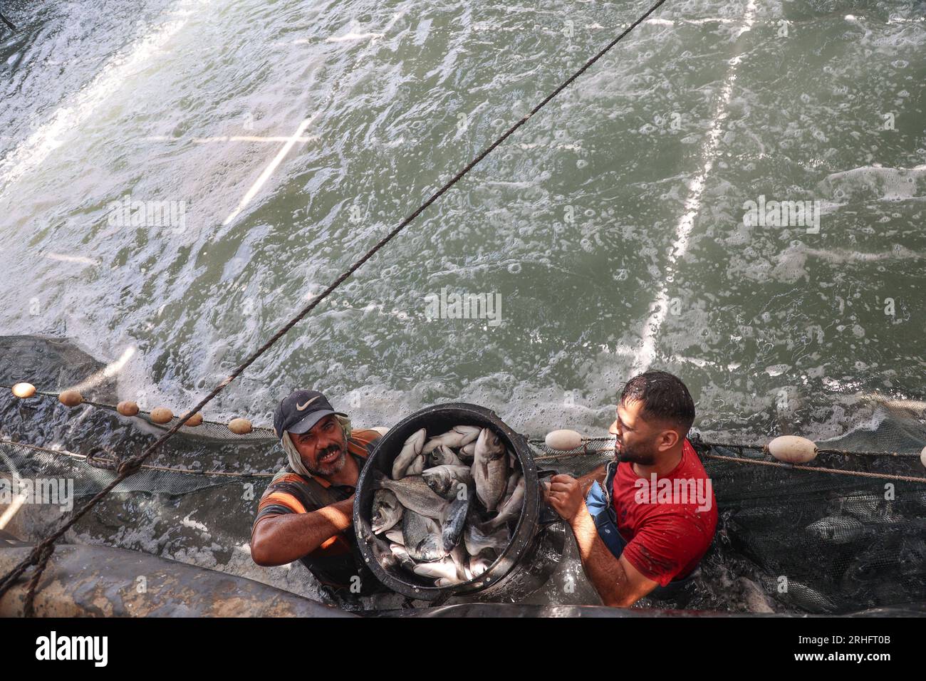 Palestinians collect quantities of fish from a fish farming pond, in ...