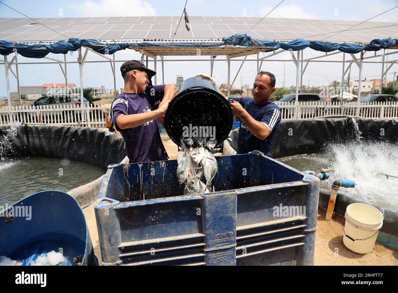 Gaza, Palestine. 15th Aug, 2023. Palestinians collect bream in a cool ...