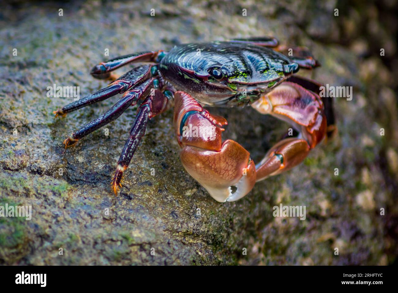 Shore soft shell crab in Sausalito, San Francisco, California Stock ...