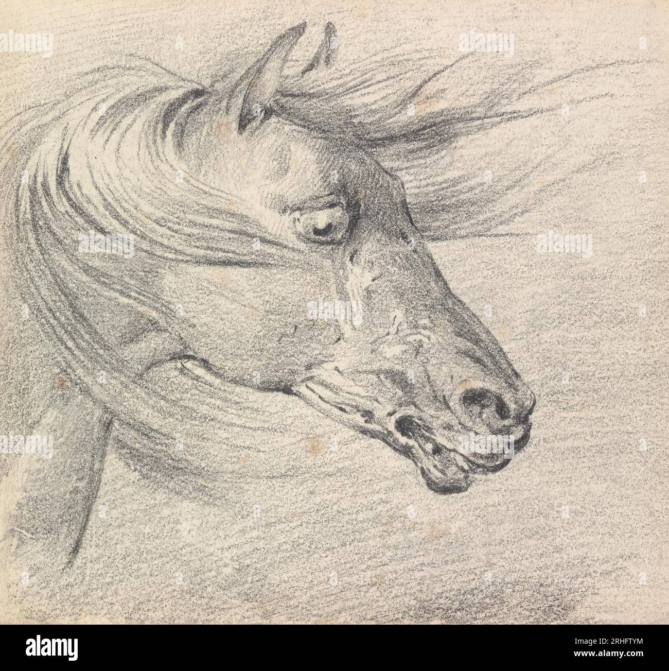 Mane on head and neck hi-res stock photography and images - Alamy