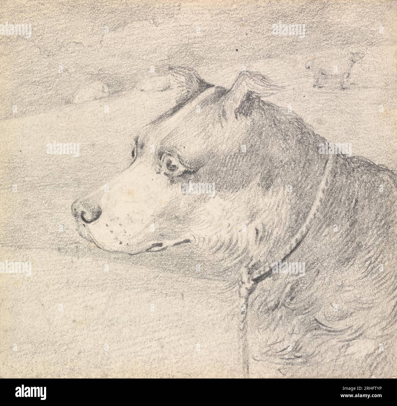 Head and Shoulders of a Collie Dog, Wearing a Leash or Tether, Sketchy ...