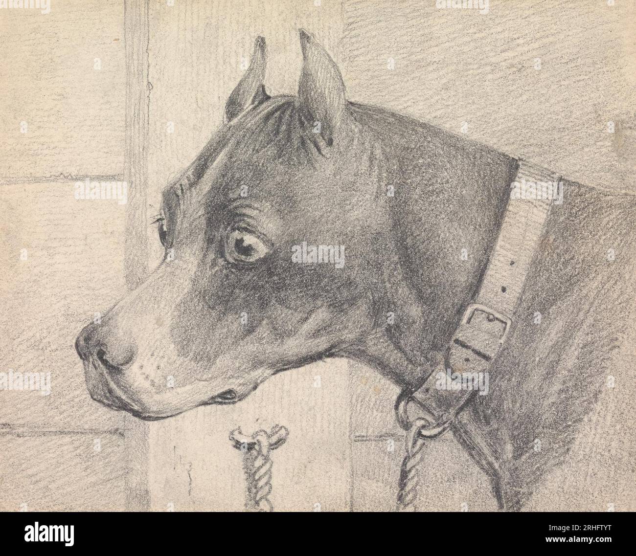 Head and Shoulders of a Boxer Dog, Profile Left, Wearing a Leather ...