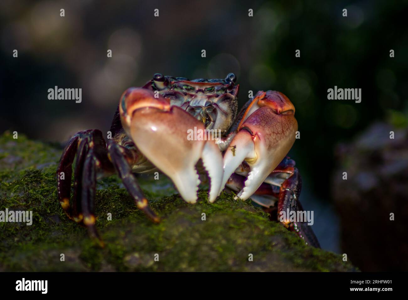 Shore soft shell crab in Sausalito, San Francisco, California Stock ...