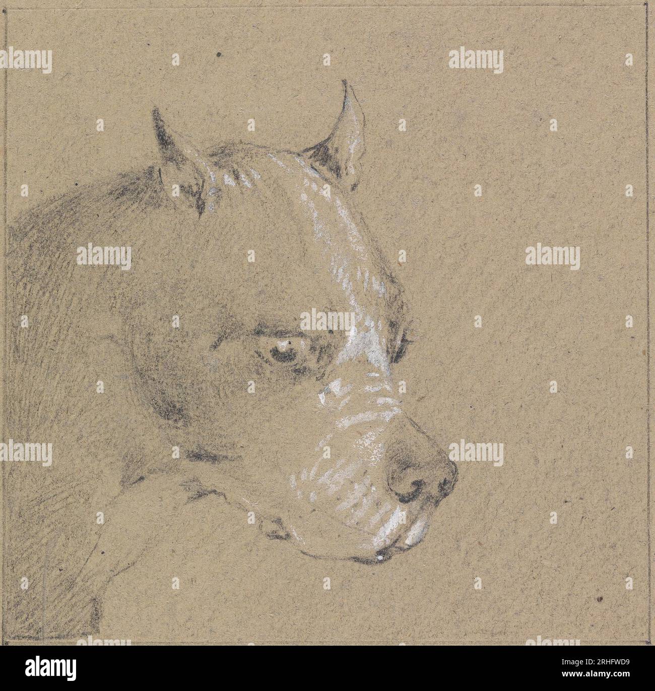 Head and Shoulders of a Boxer Dog, Profile Right by Henry Thomas Alken ...